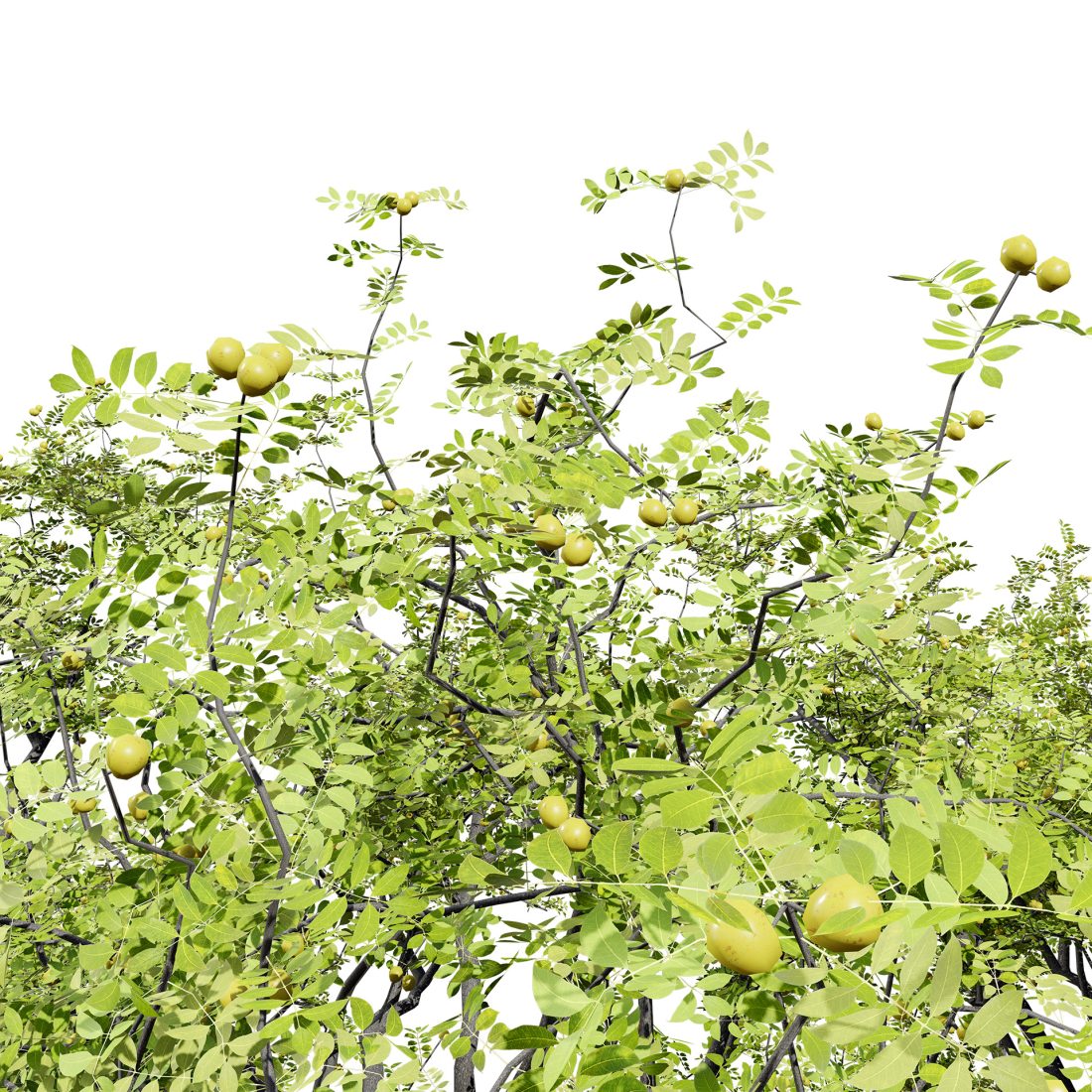 Marula Tree 3d Model Pack - 3D Model for VRay, Corona