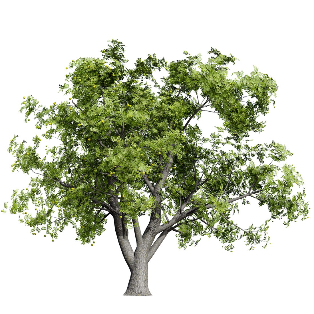 Marula Tree 3d Model Pack - 3D Model for VRay, Corona