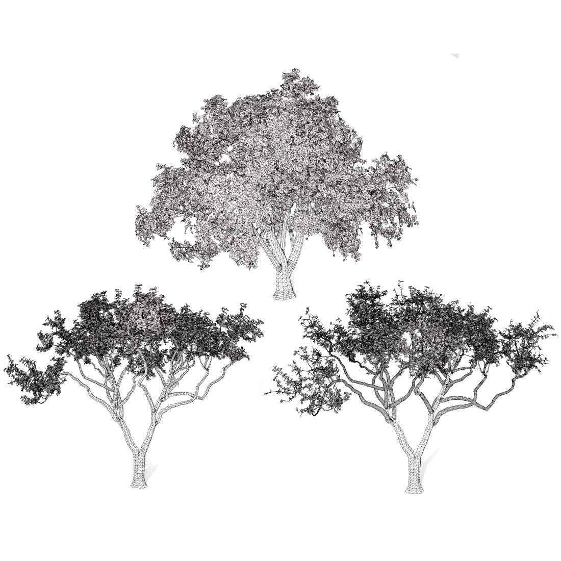 Marula Tree 3d Model Pack - 3D Model for VRay, Corona
