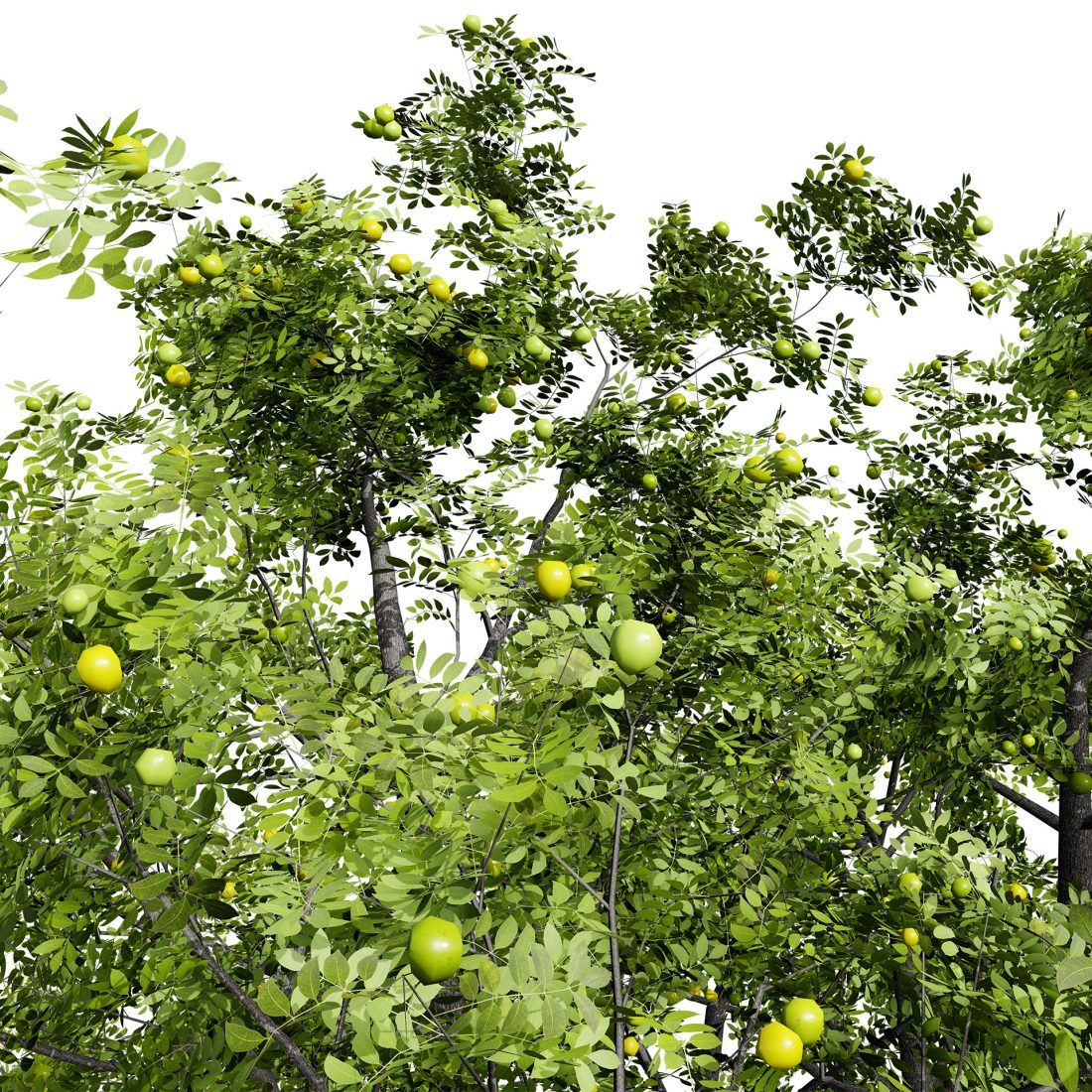 Marula Tree 3d Model Pack - 3D Model for VRay, Corona