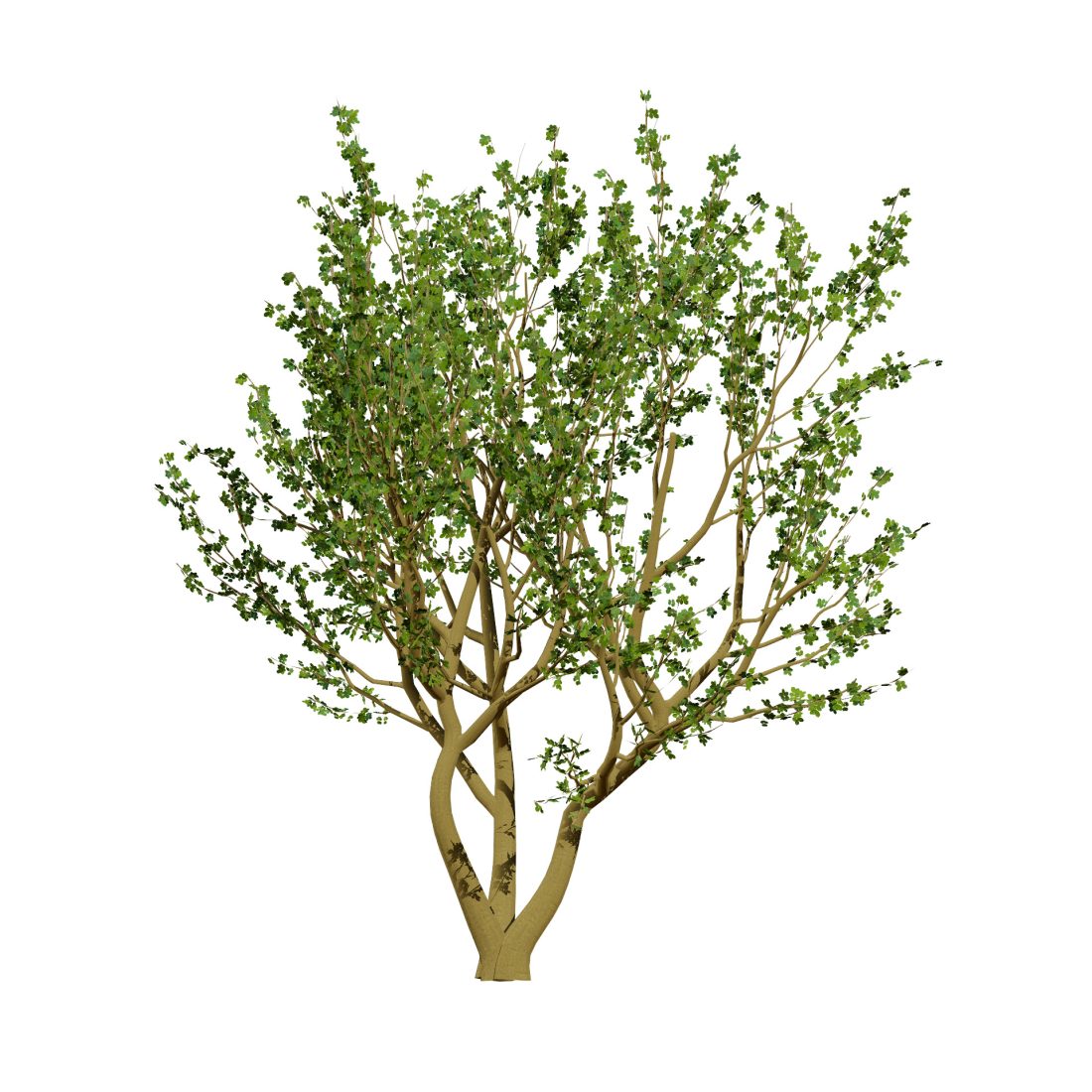 Tropical Jaboticaba Tree 3d Model - 3D Model for VRay, Corona