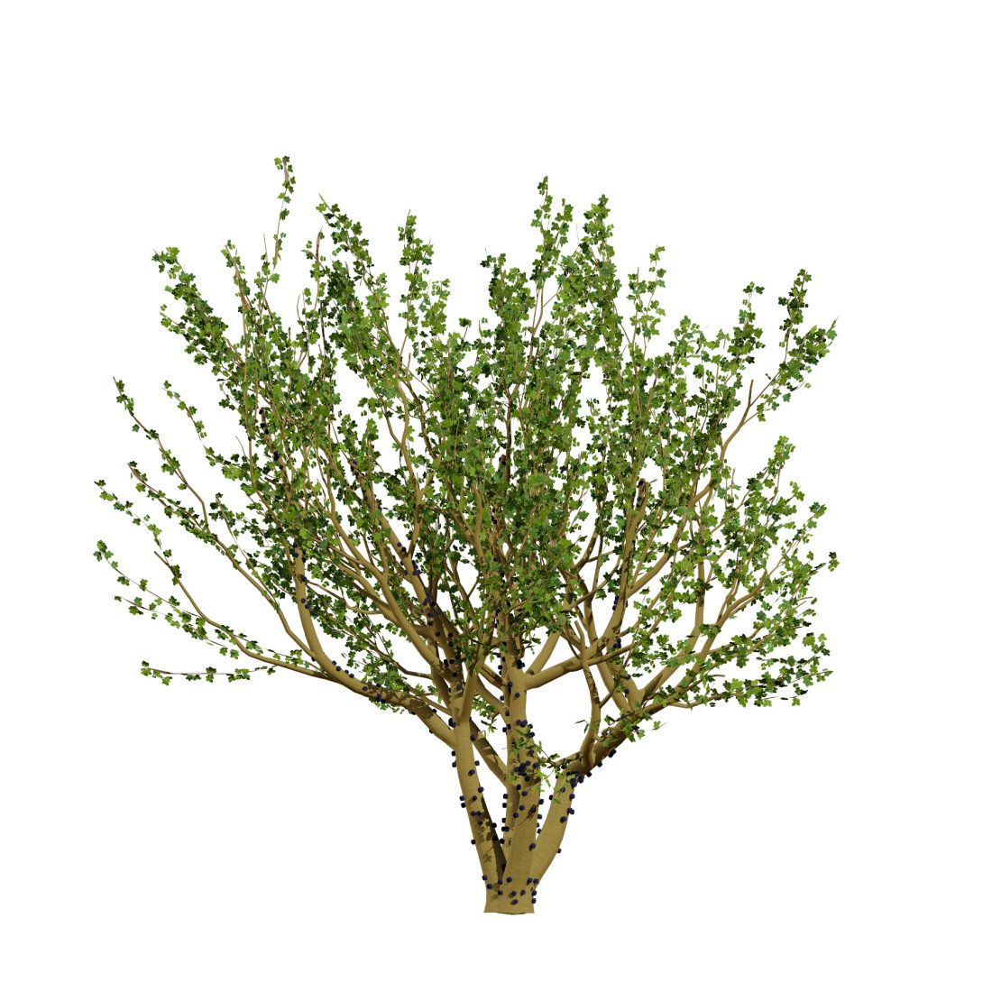 Tropical Jaboticaba Tree 3d Model - 3D Model for VRay, Corona