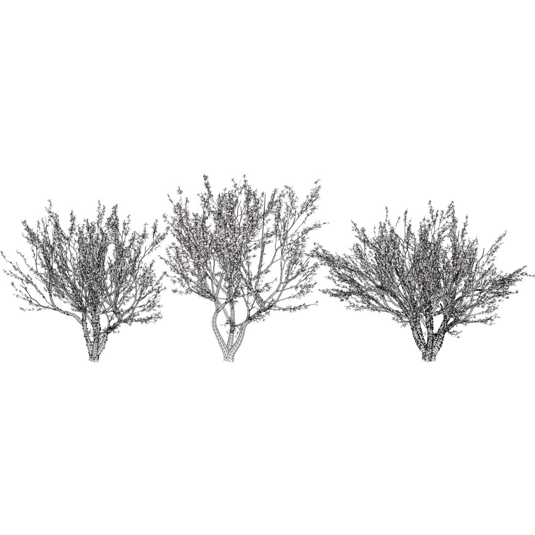 Tropical Jaboticaba Tree 3d Model - 3D Model for VRay, Corona