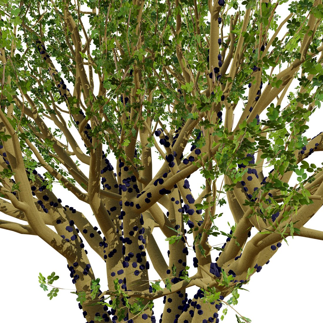 Tropical Jaboticaba Tree 3d Model - 3D Model for VRay, Corona