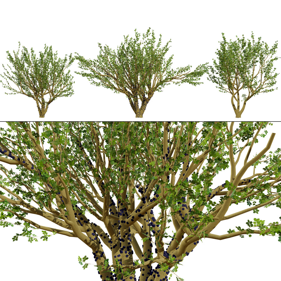 Tropical Jaboticaba Tree 3d Model - 3D Model for VRay, Corona
