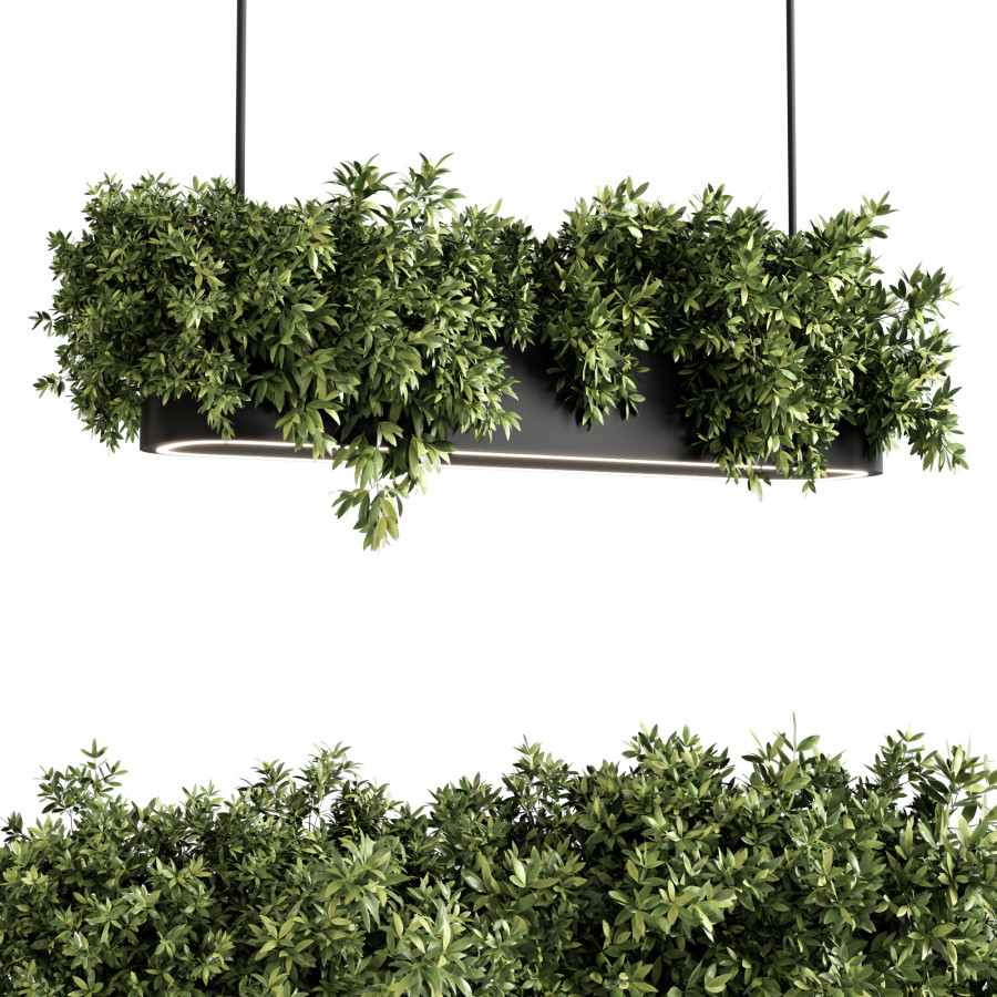 Indoor Plants- Plants - Set180 - 3D Model for Corona