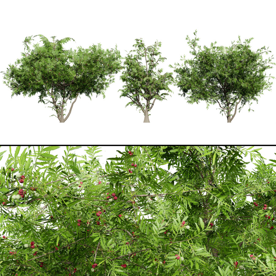 South African Wild Plum Tree 3d Model Pack - 3D Model for VRay, Corona