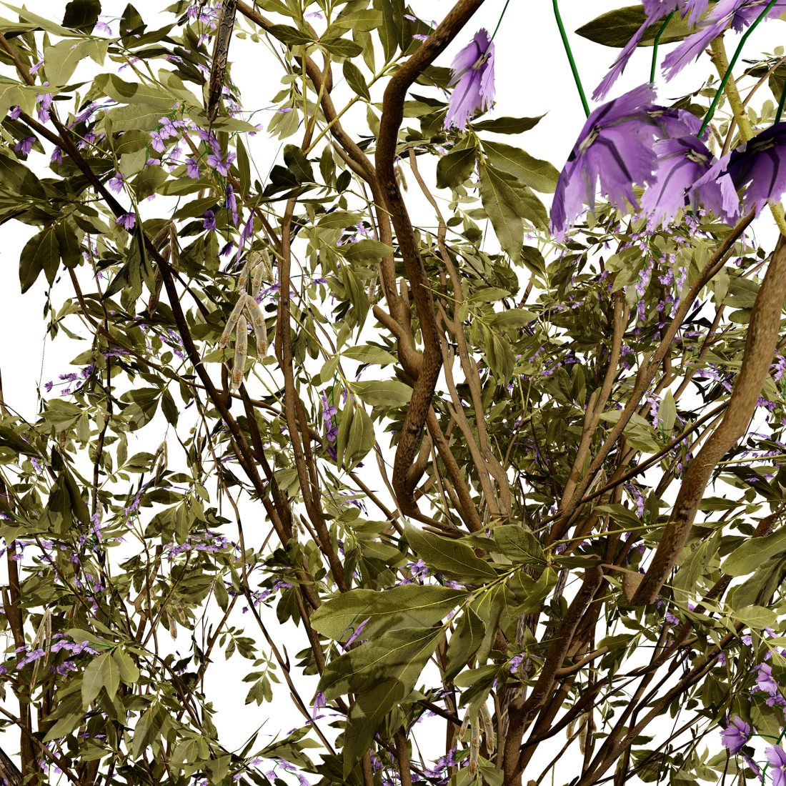South African Tree Wisteria 3d Model Collection 3D Model for VRay ...