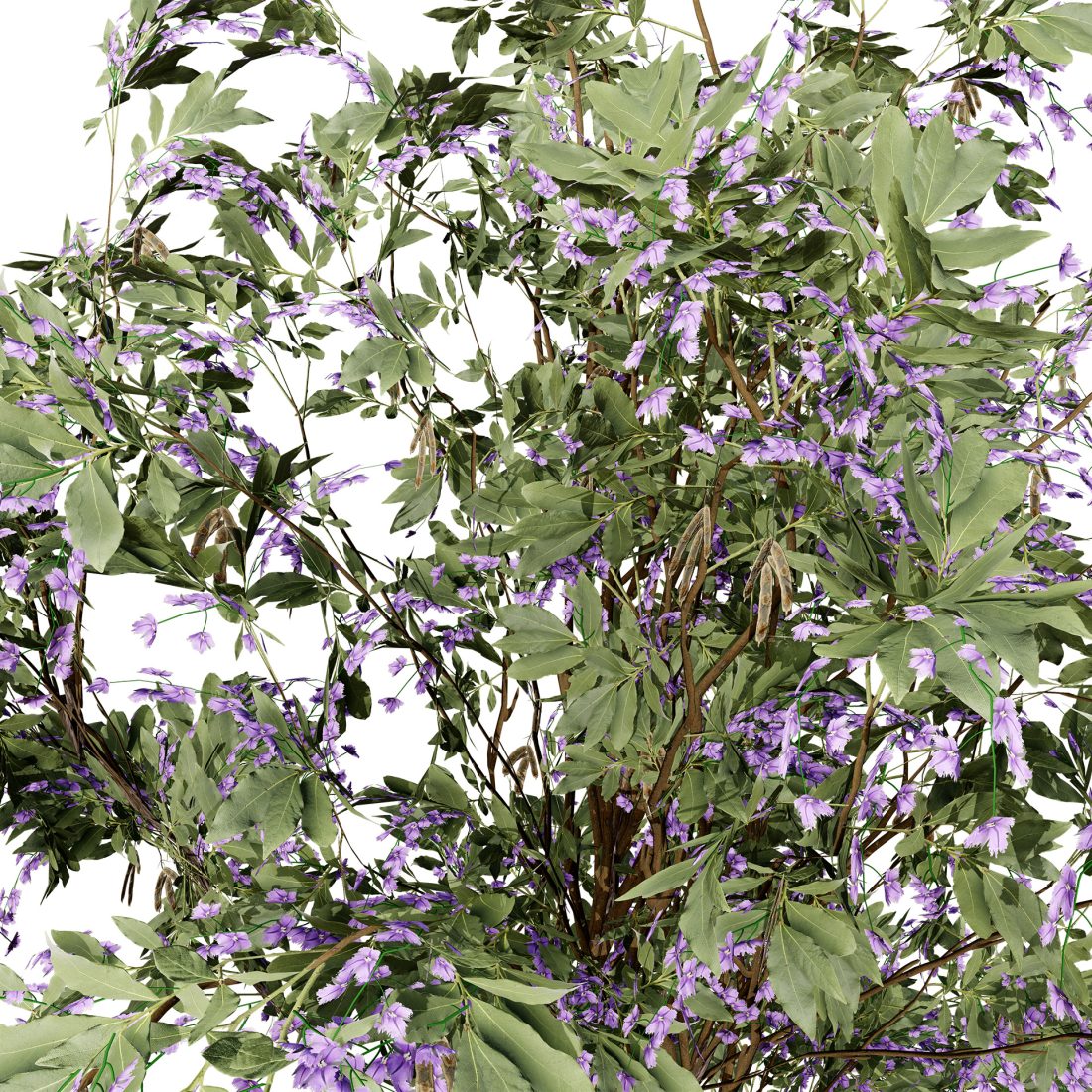 South African Tree Wisteria 3d Model Collection 3D Model for VRay ...