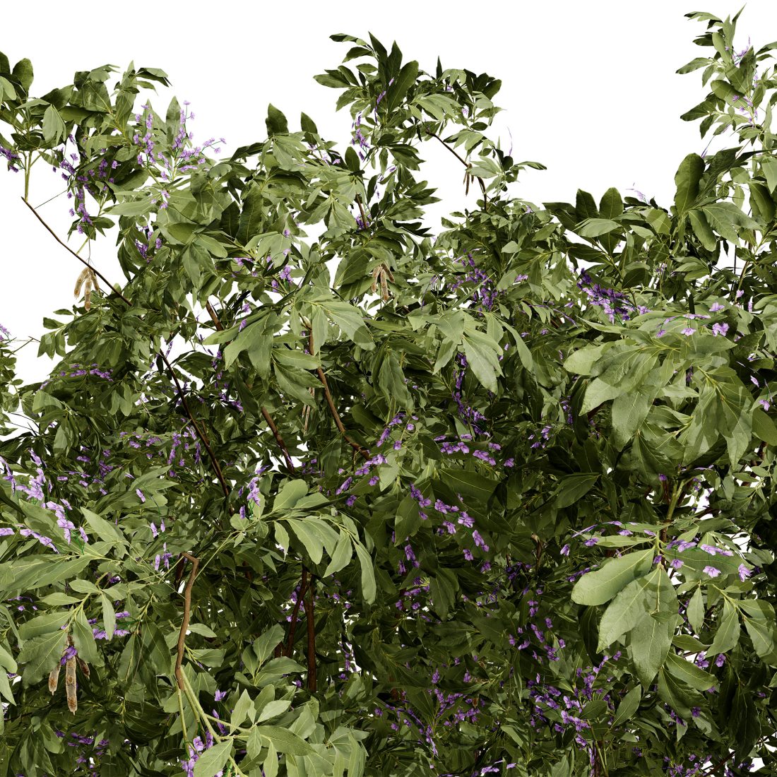 South African Tree Wisteria 3d Model Collection 3D Model for VRay ...