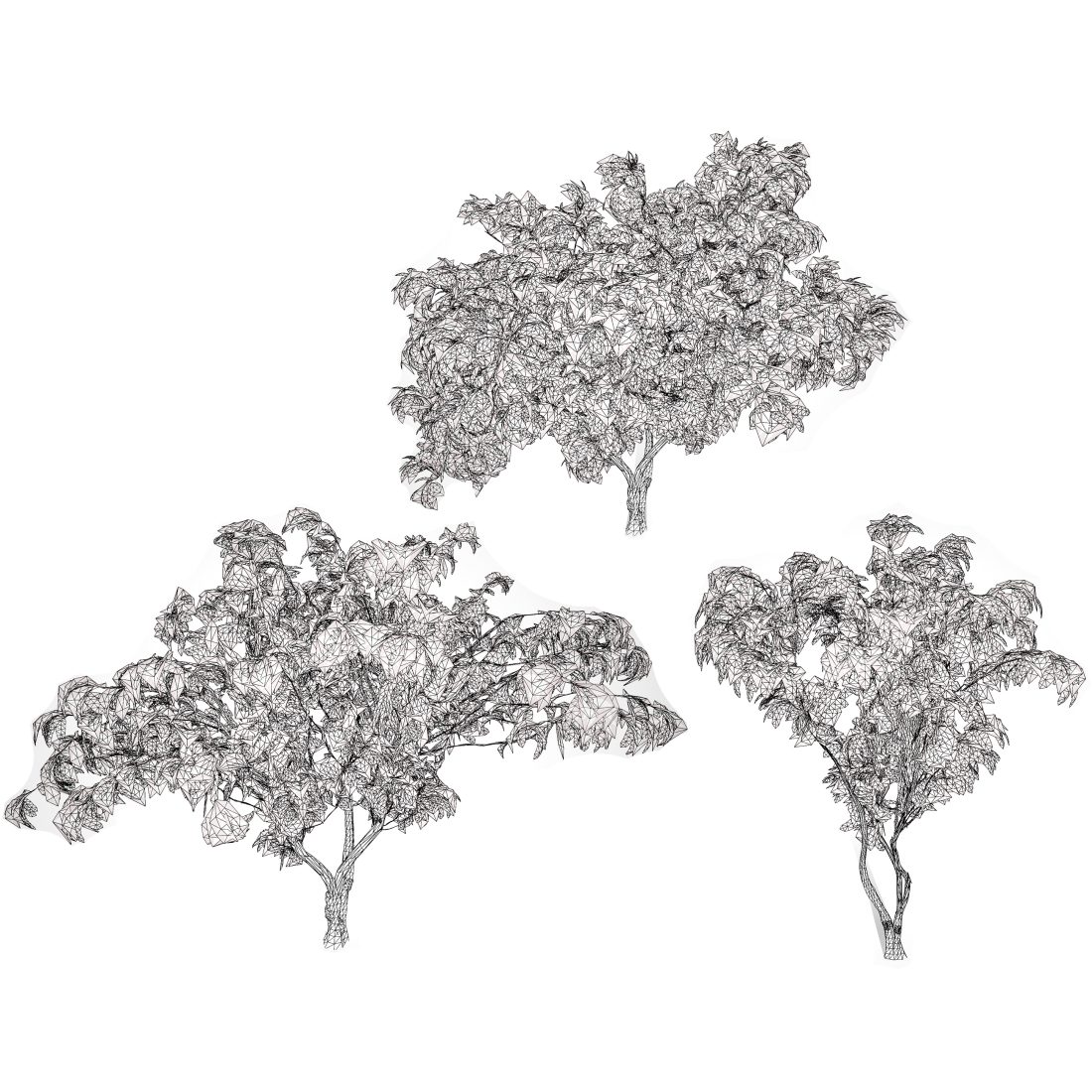 South African Tree Wisteria 3d Model Collection 3D Model for VRay ...