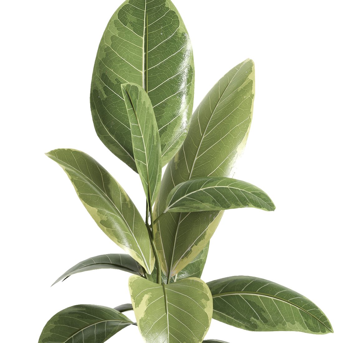 Indoor Plant 039 - 3D Model for VRay, Corona