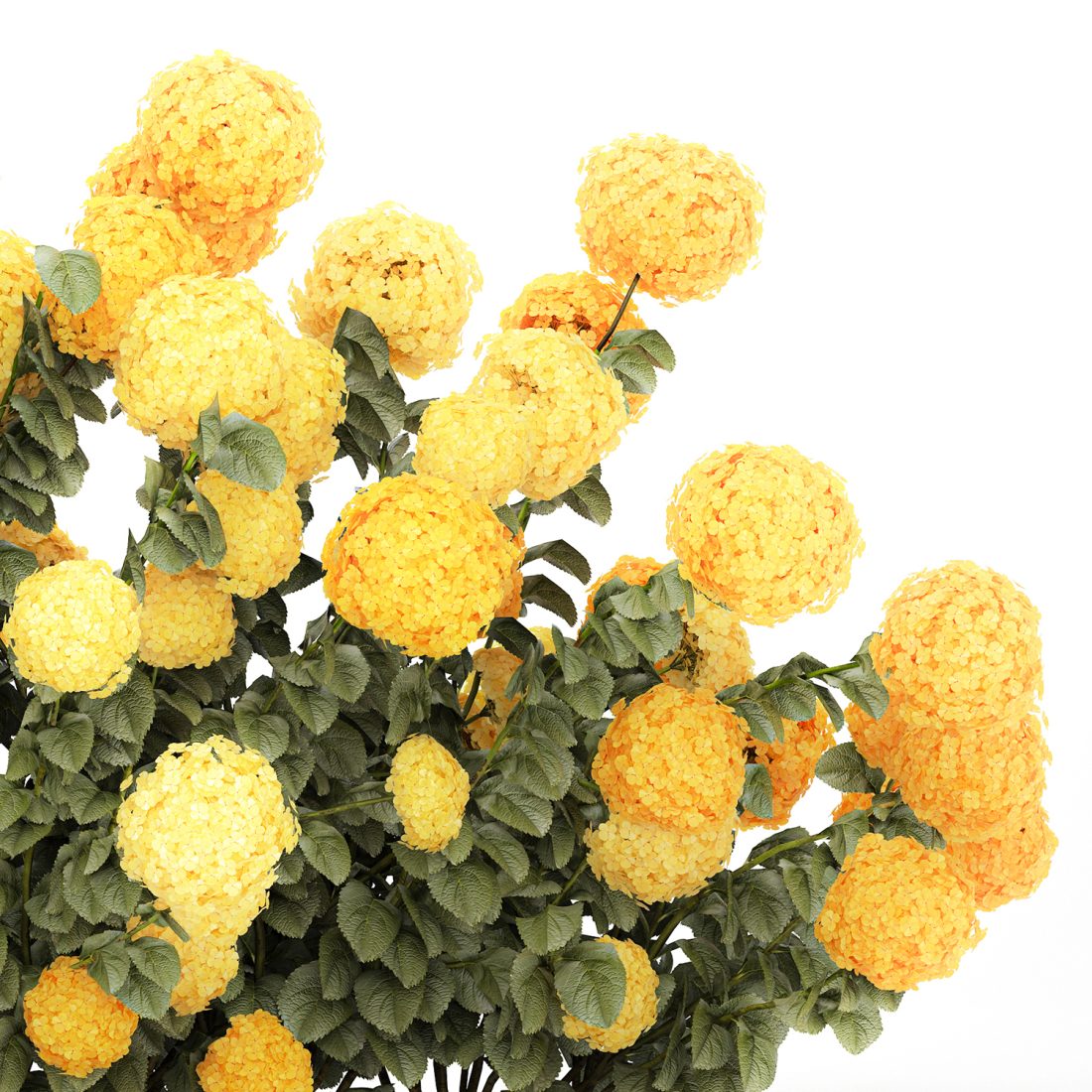 Bushes Yellow Hydrangea With Flowers For Garden - 3D Model for VRay