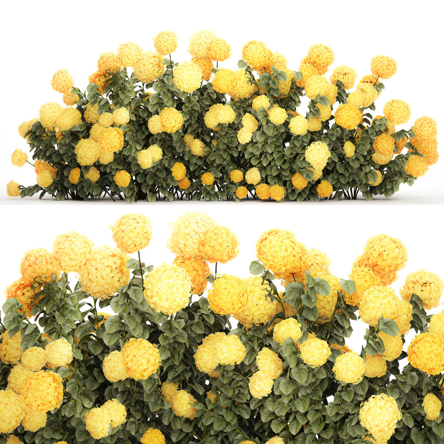 Bushes Yellow Hydrangea With Flowers For Garden - 3D Model for VRay