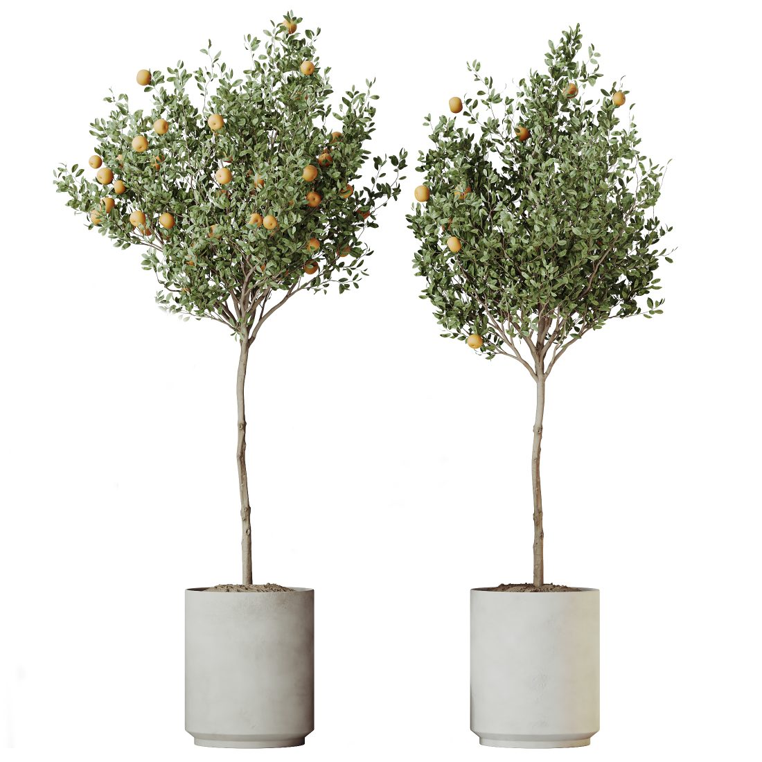 Av Indoor Plants Set 273 Banana Orange Ficus - 3D Model for VRay, Corona