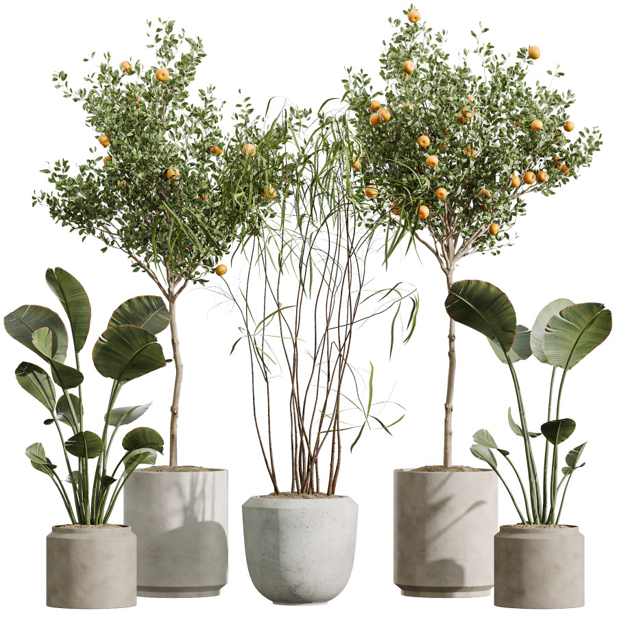 Av Indoor Plants Set 273 Banana Orange Ficus - 3D Model for VRay, Corona