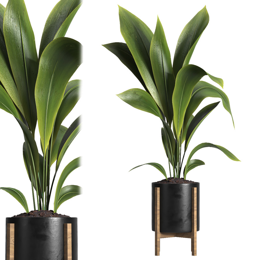 Indoor Plant 42 - 3D Model for VRay, Corona