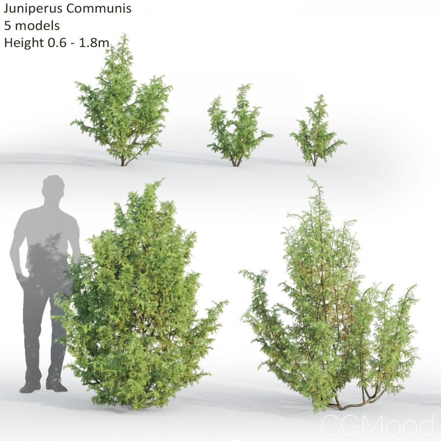 Juniperus Communis #4(0.6-1.8m) - 3D Model for VRay, Corona