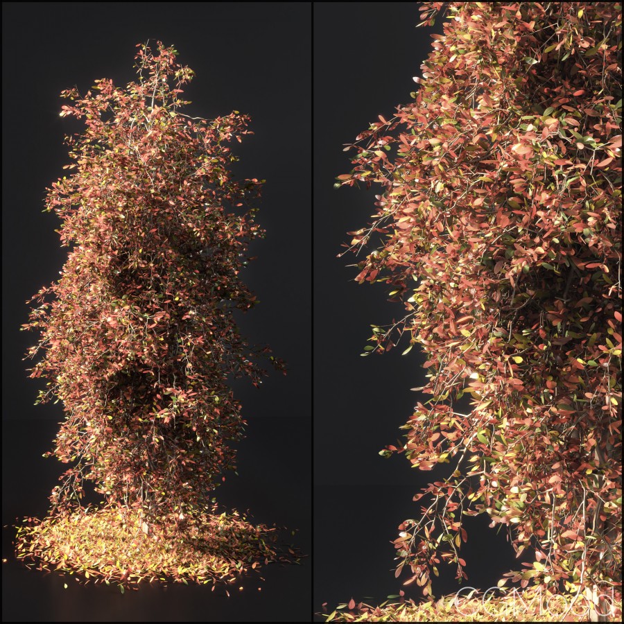 Autumn Tree001 - 3D Model for VRay, Corona