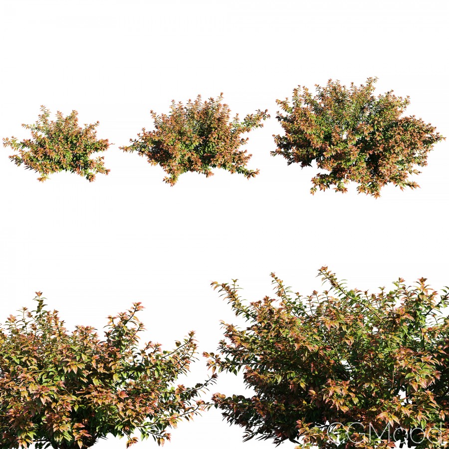 Abelia X Grandiflora Red - 3D Model for Corona