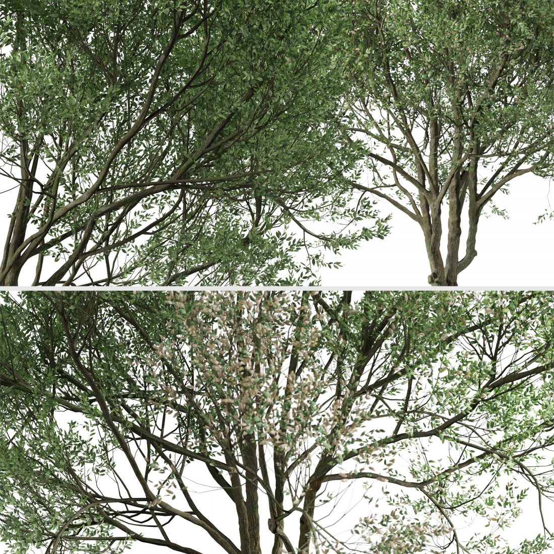 Set Of Siberian Elm Trees (Ulmus Pumila) (2 Trees) 3D Model for VRay ...