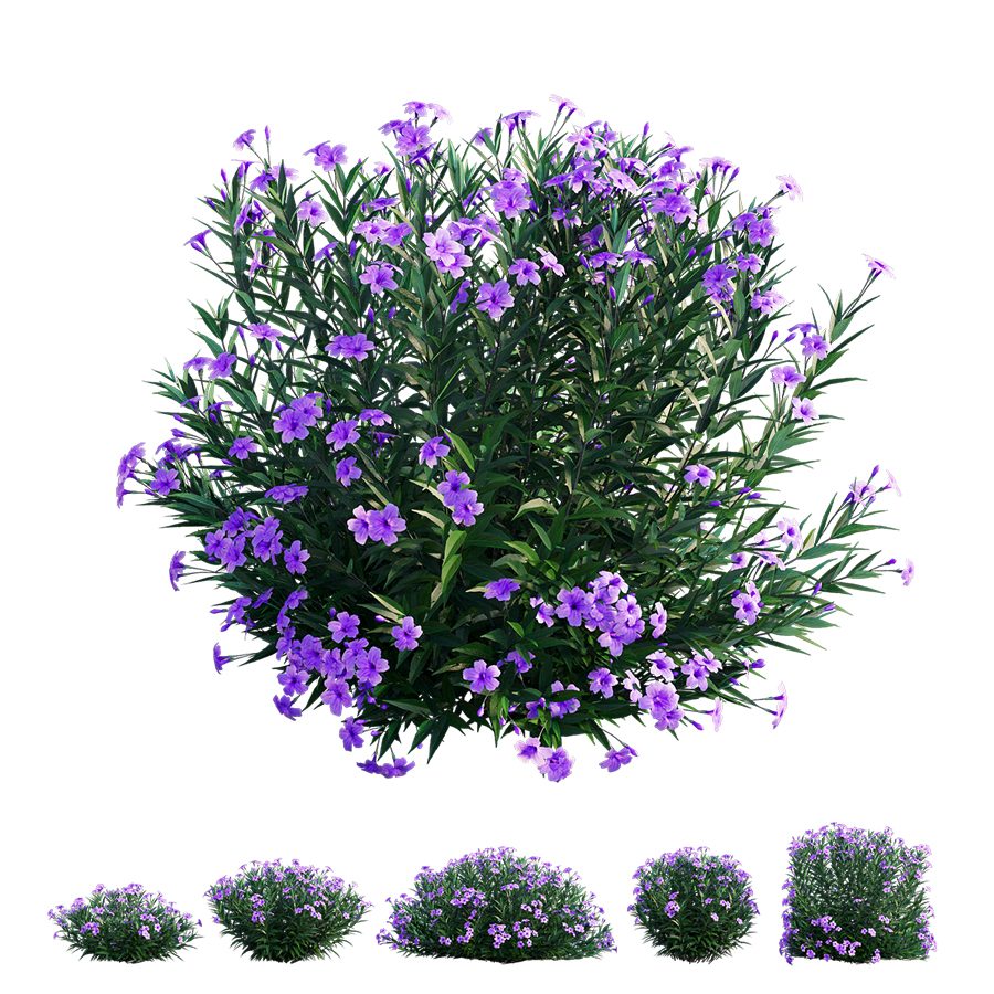 Ruellia Brittoniana Plant Set 02 3D Model for FStorm, VRay, Corona ...