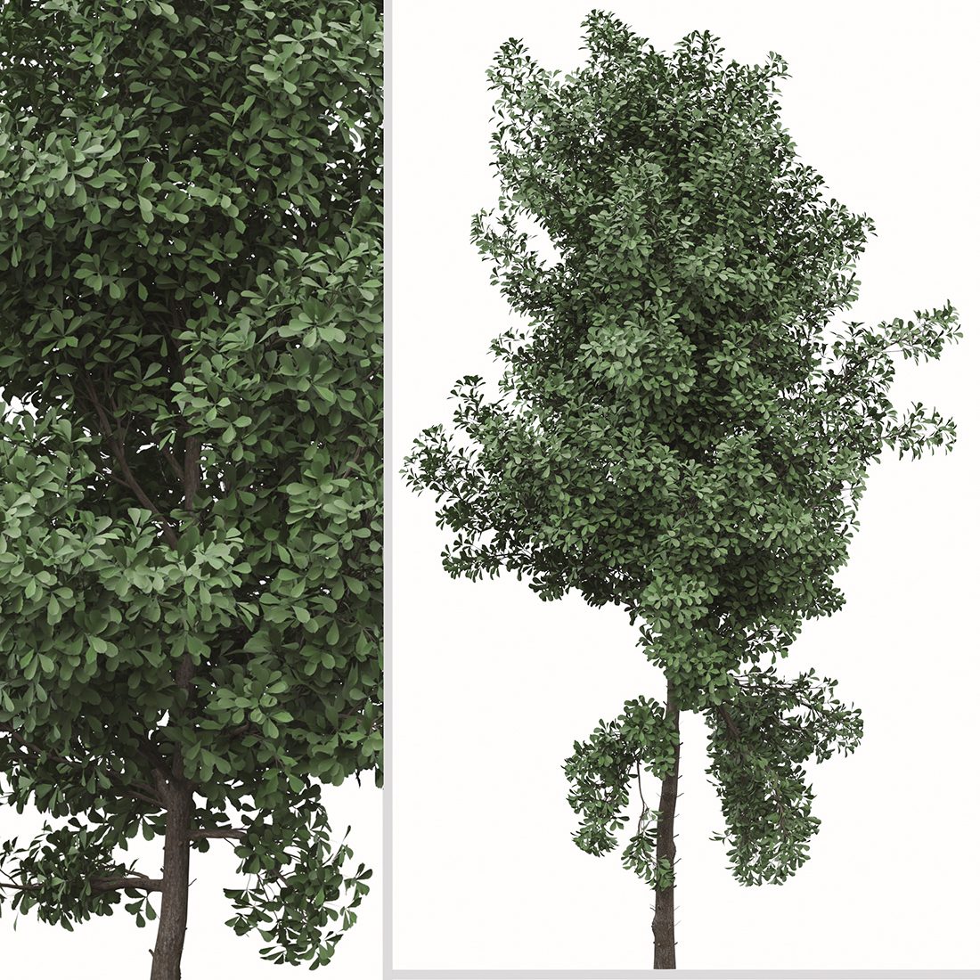Set Of Terminalia Mantaly Tree (Madagascar Almond) 3D Model for VRay ...