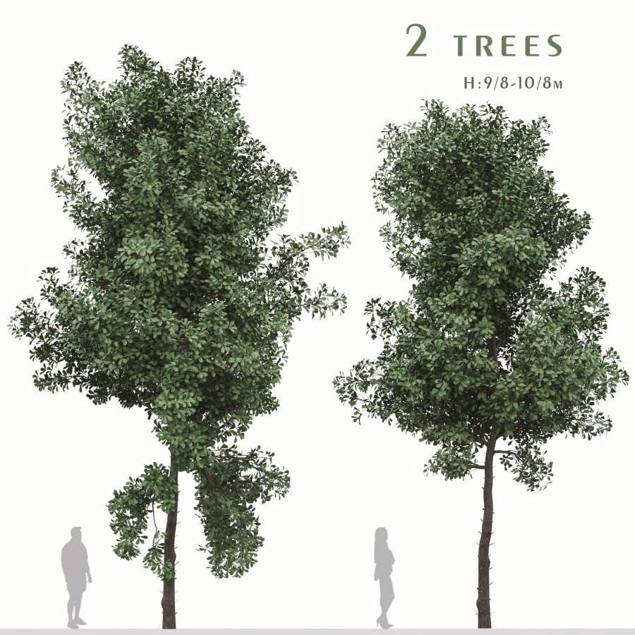 Set Of Terminalia Mantaly Tree (Madagascar Almond) 3D Model for VRay ...