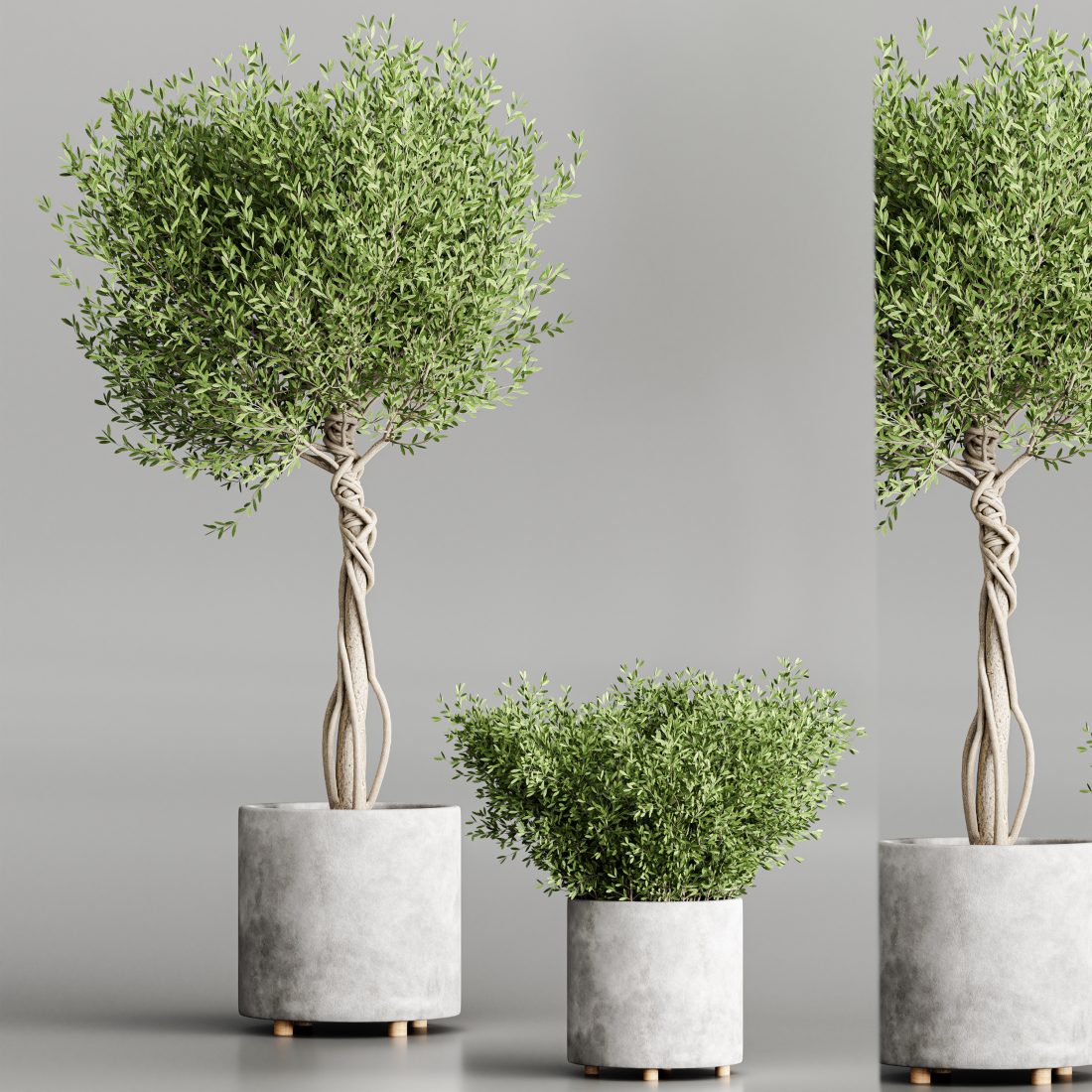 Plant Collection Set - 3D Model for VRay, Corona