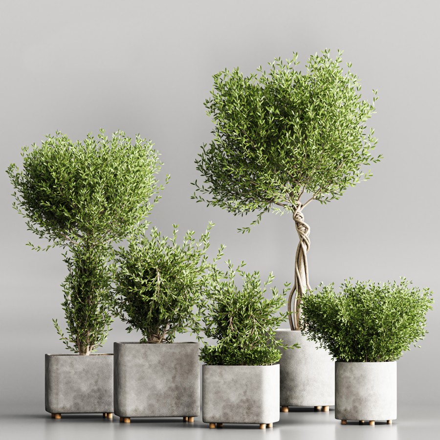 Plant Collection Set - 3D Model for VRay, Corona