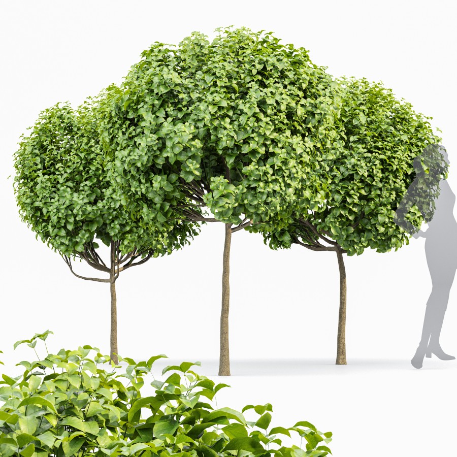 Catalpa Bignonioides Nana Indian Bean Tree - 3D Model for VRay, Corona