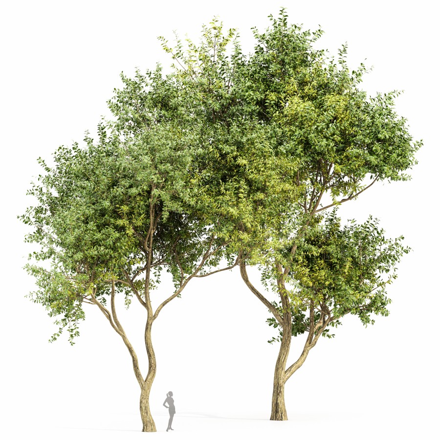 Eucalyptus Tree - 3D Model for VRay, Corona