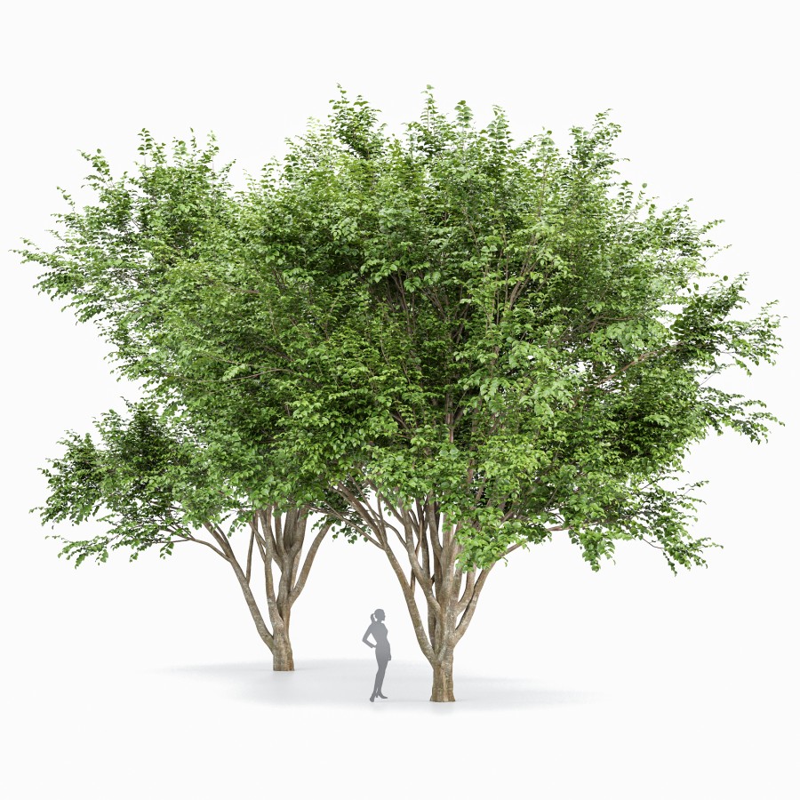 European Beech Tree - 3D Model for VRay, Corona