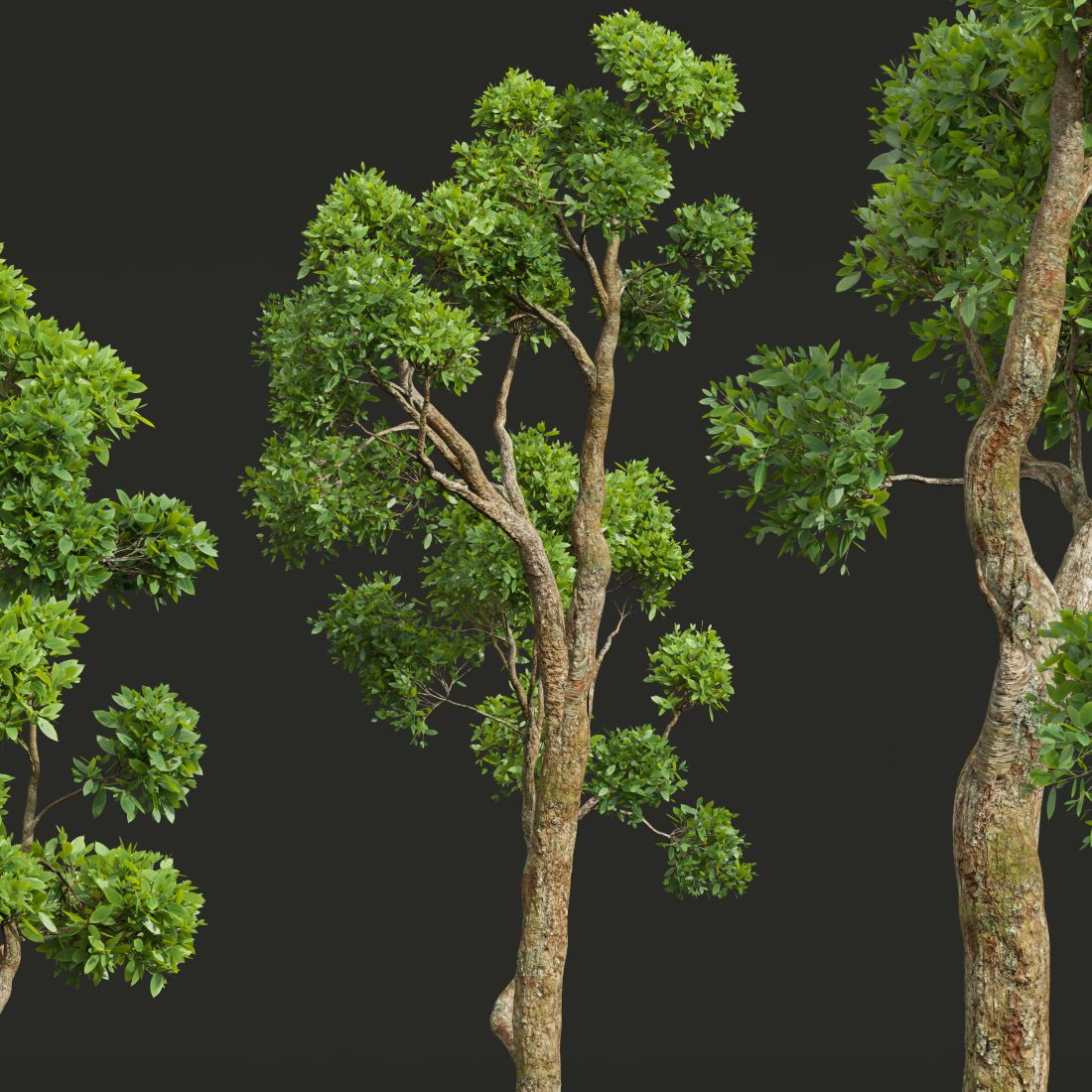 Cinnamomum Camphora Decorative Tree 3D Model for VRay, Corona | CGMood