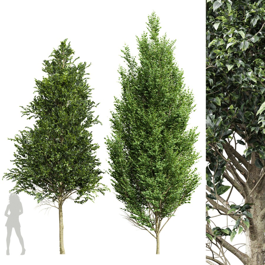 Carpinus Betulus Broadleaf-2 Trees - 3D Model for VRay, Corona