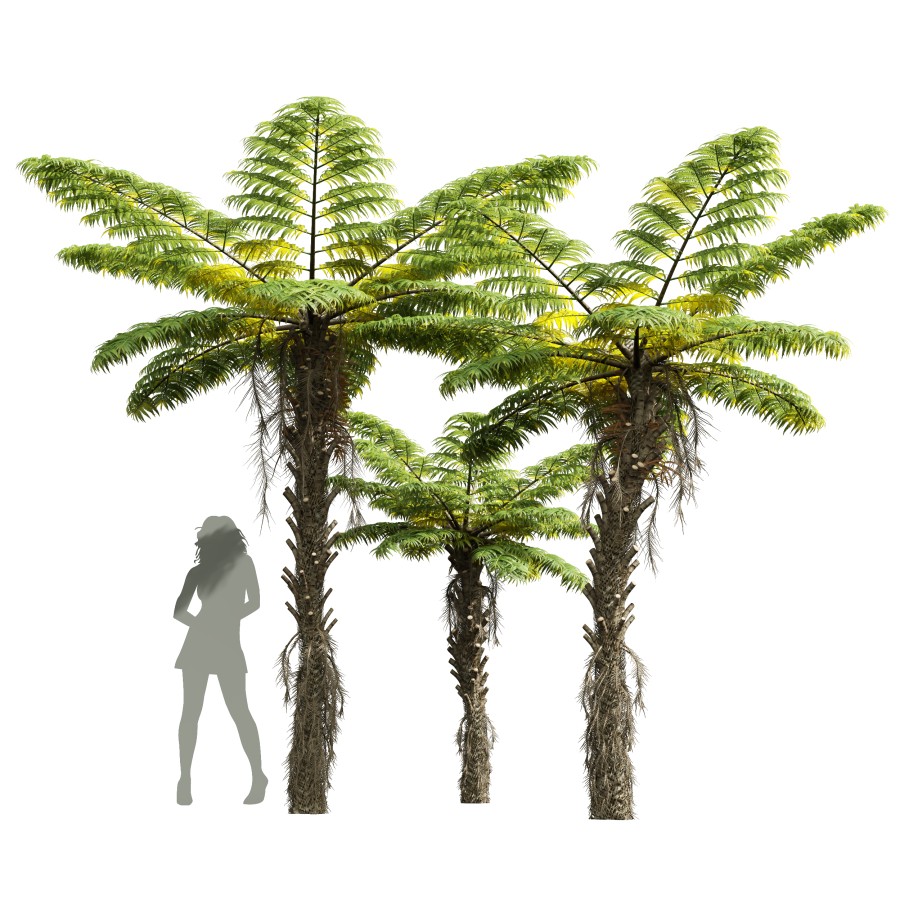 Alsophila Spinulosa Fern Decorative Medium Tree - 3D Model for VRay, Corona