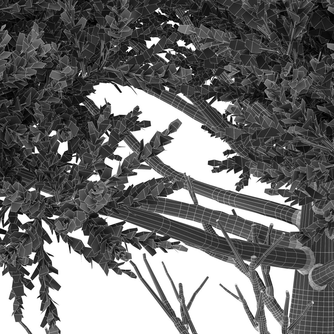 Monkey Puzzle Tree Araucaria Araucana - 3D Model for VRay, Corona