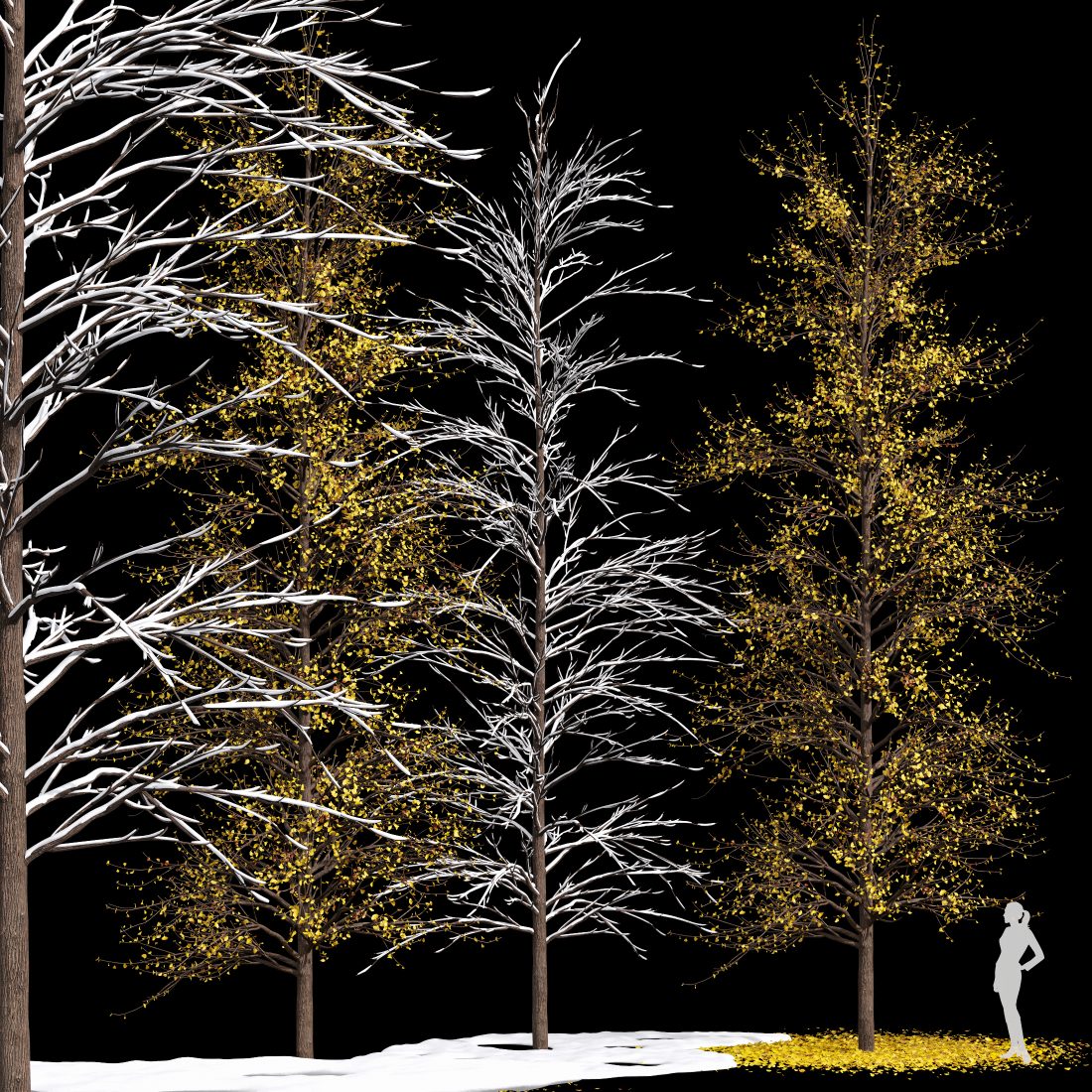 Real Tree Maidenhair Ginkgo Biloba Winter Tree - 3D Model for VRay, Corona