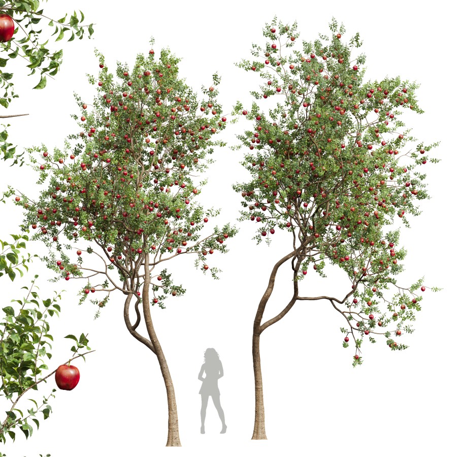 Malus Pumila Apple Red Fruits Tree - 3D Model for VRay, Corona