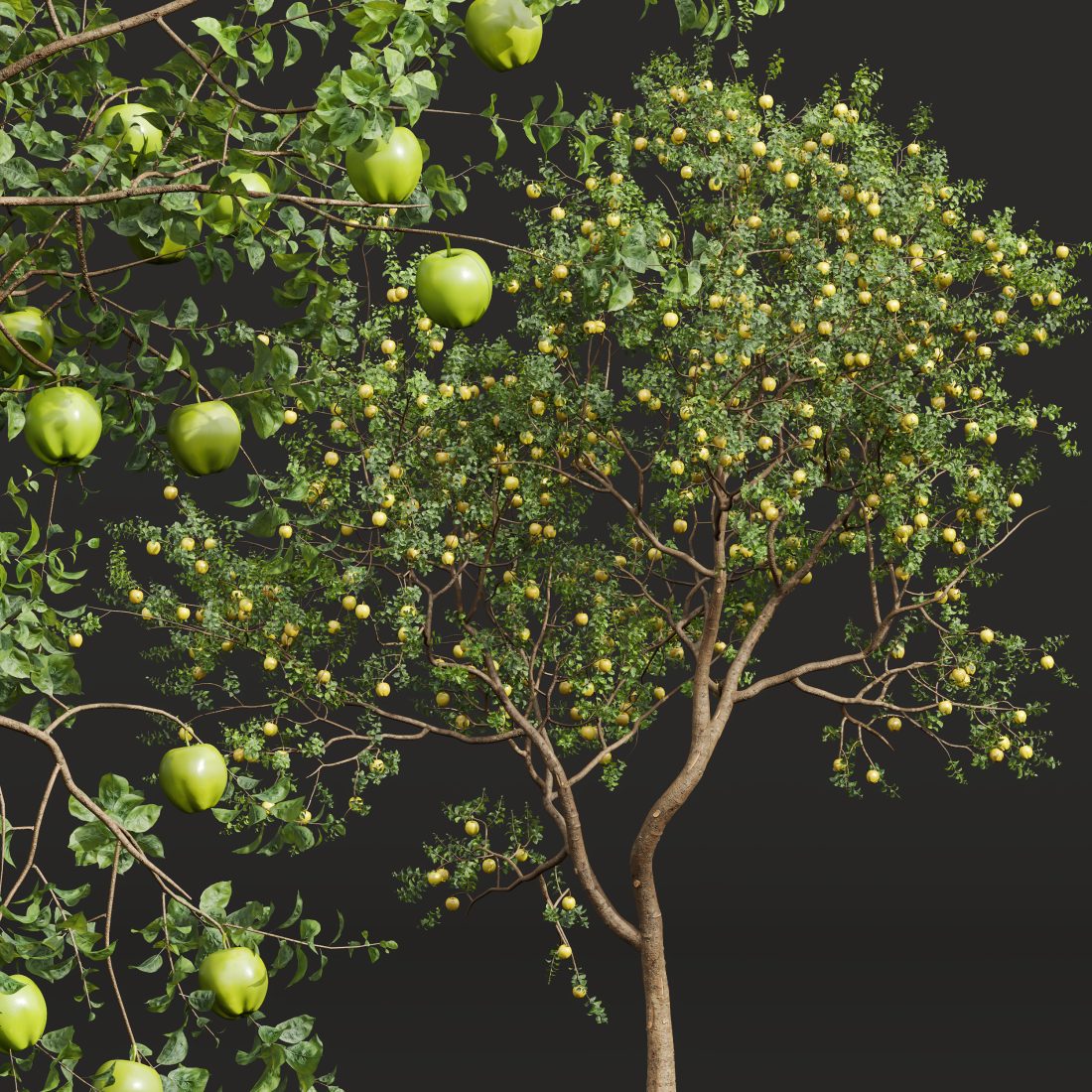 Malus Pumila Apple Green Fruit Tree - 3D Model for VRay, Corona