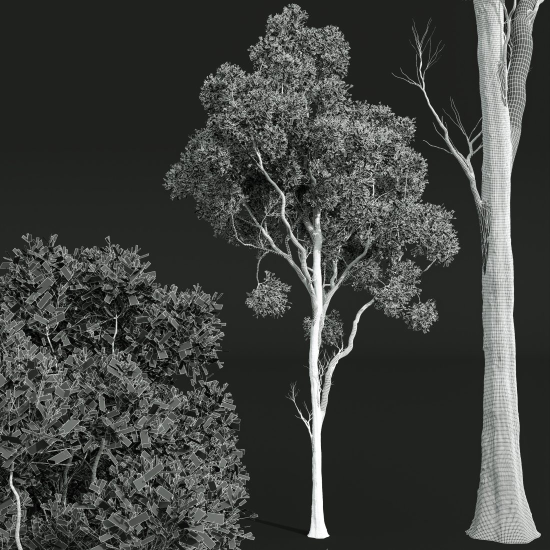 Cinnamomum Camphora02 Tree - 3D Model for VRay, Corona