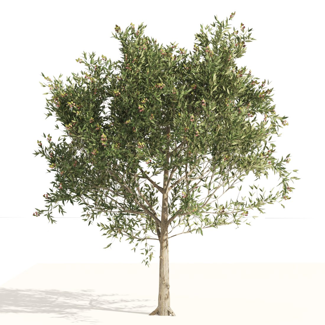 Mediterranean Olive Trees 3D Model for VRay, Corona | CGMood