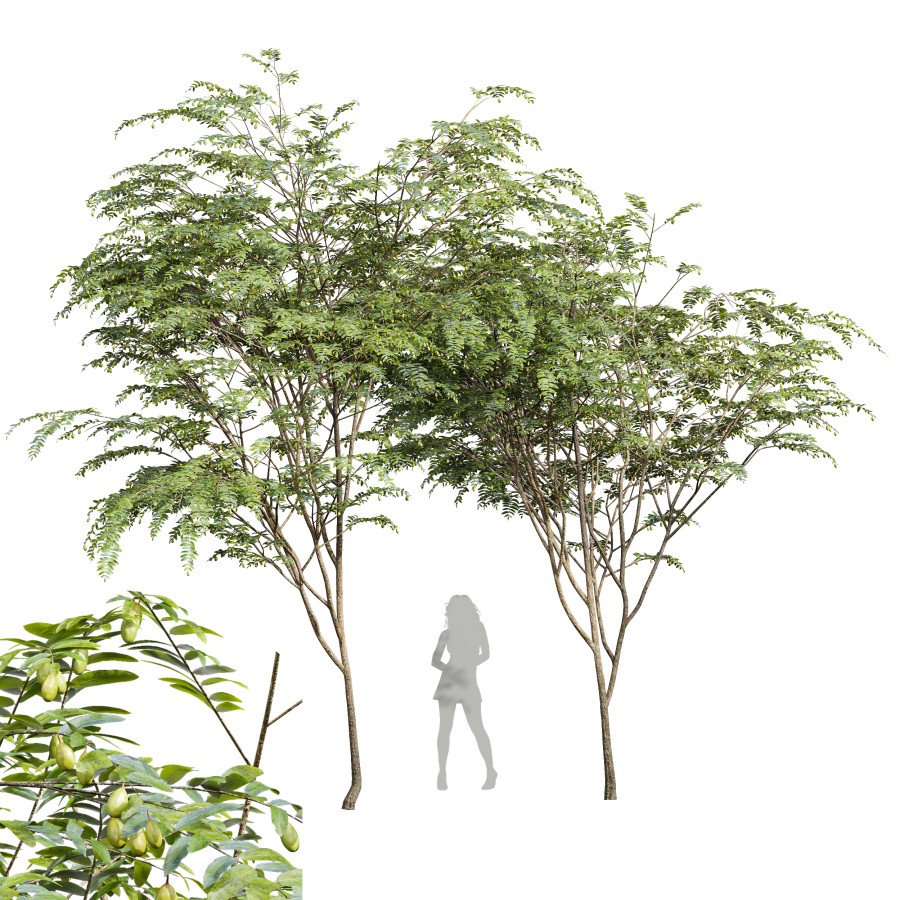Ziziphus Jujuba Chinesische Dattel Green Fruit Tre - 3D Model for VRay ...