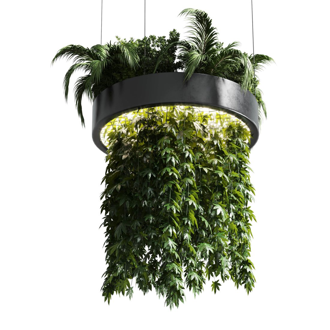 Hanging Plant Indoor Plant 292 - 3D Model for VRay, Corona