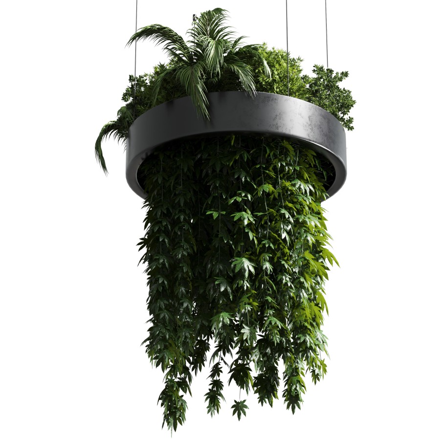 Hanging Plant Indoor Plant 292 - 3D Model for VRay, Corona