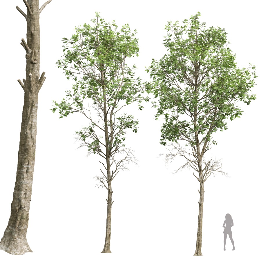 Fagus Sylvatica03 Trees - 3D Model for VRay, Corona