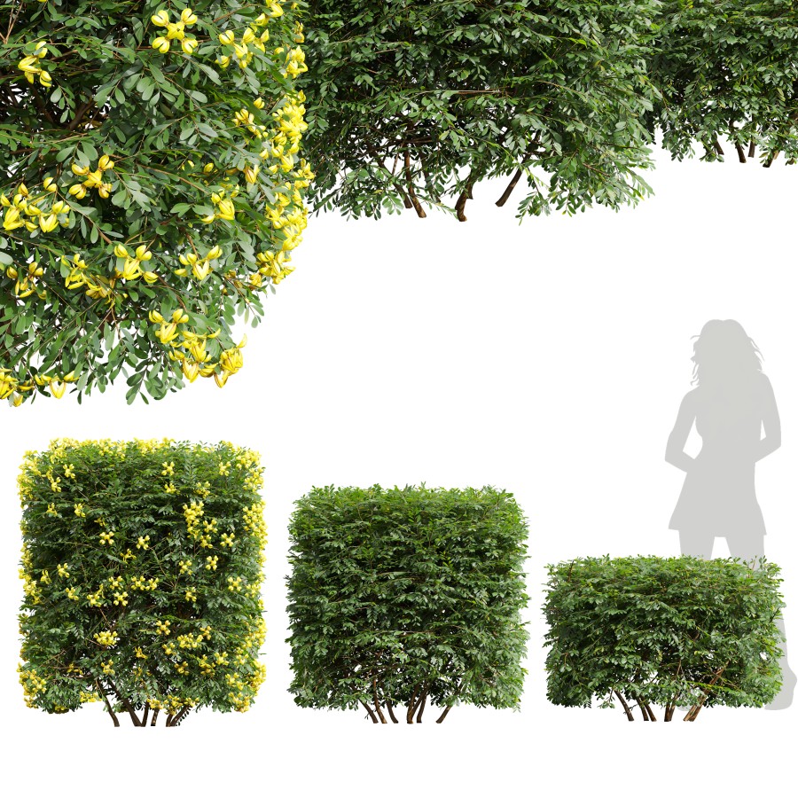 Coronilla Valentina Glauca Box Bush - 3D Model for VRay, Corona
