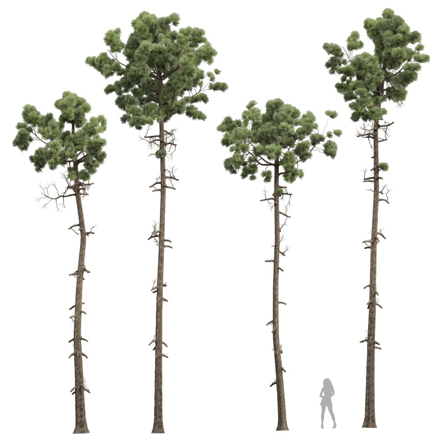 Pinus Engelmannii02 Trees - 3D Model for VRay, Corona