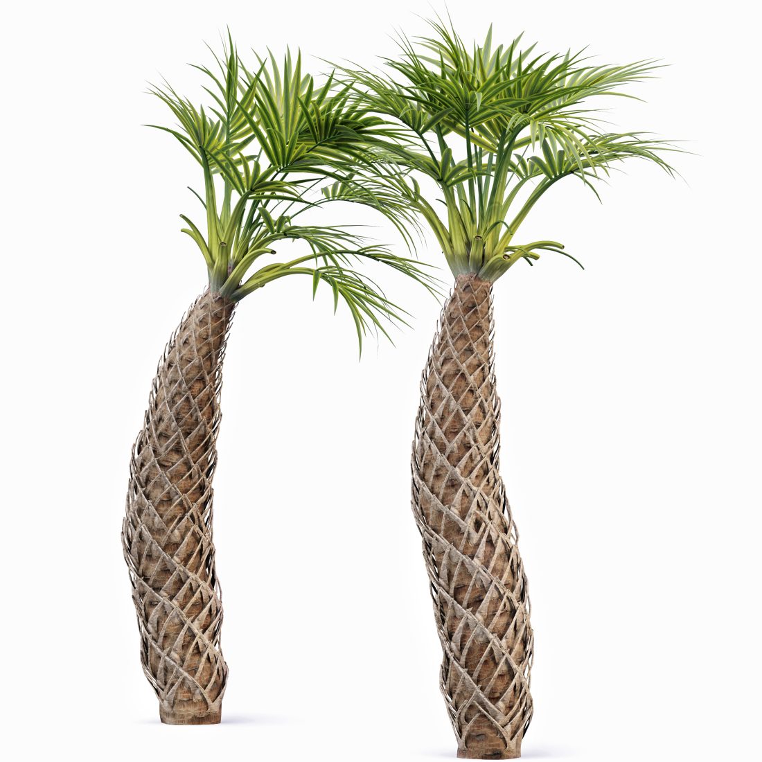 Mexican Fan Palm-canary Island Date Palm 14 Tree - 3D Model for VRay ...