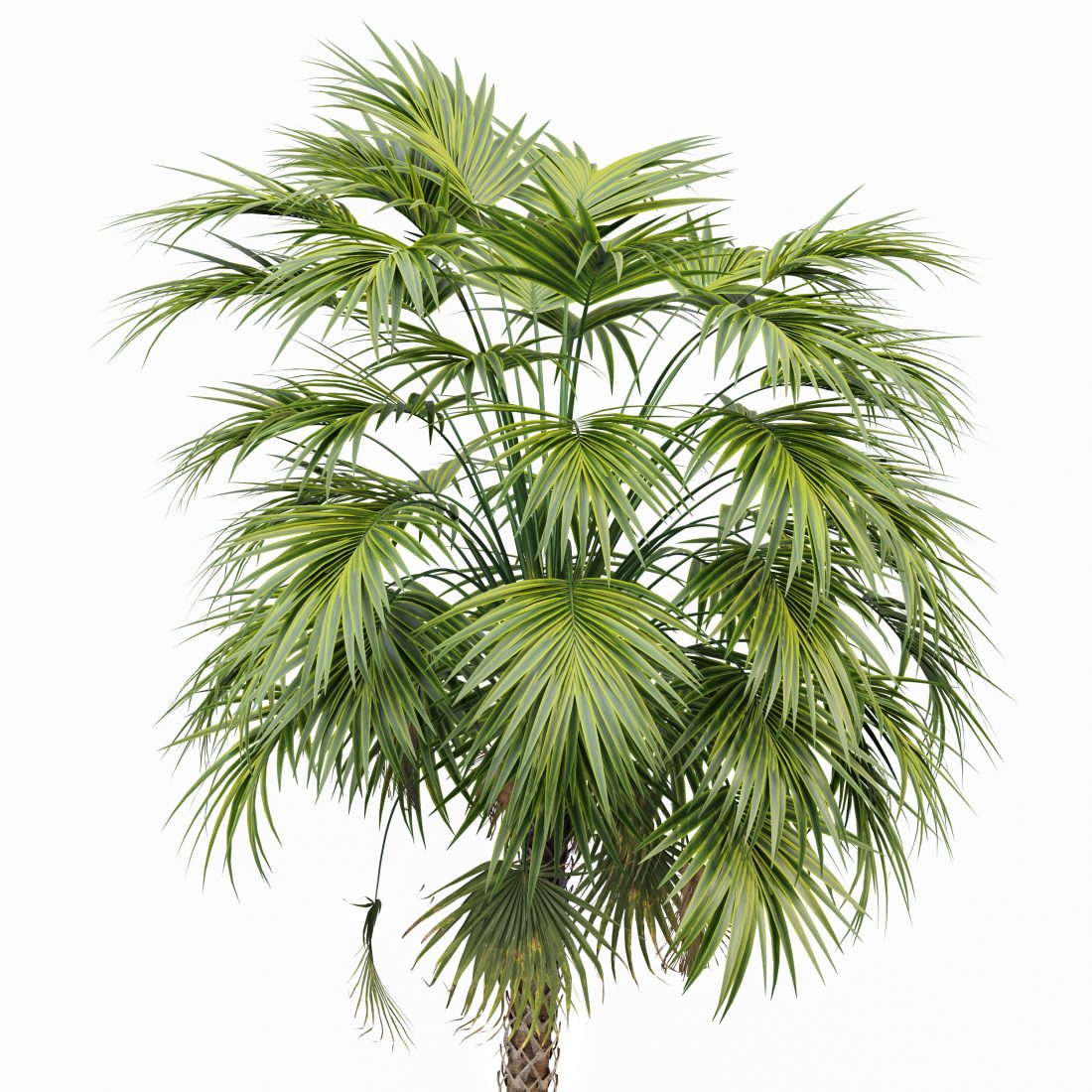 Mexican Fan Palm-canary Island Date Palm 14 Tree - 3D Model for VRay ...